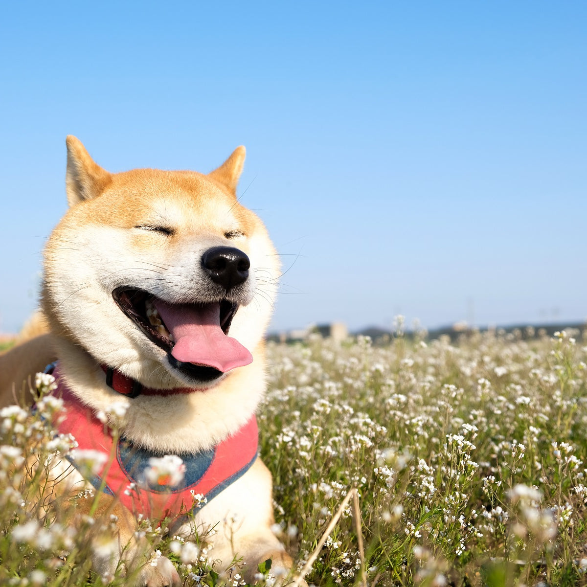 Canine Chronicles: Know Unique Dog Breeds of Japan – Omakase Tokyo