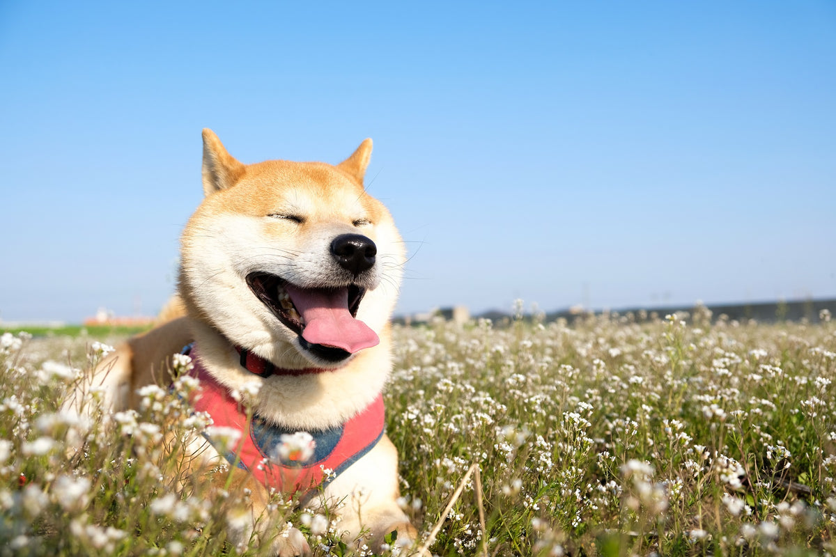 Canine Chronicles: Know Unique Dog Breeds of Japan – Omakase Tokyo